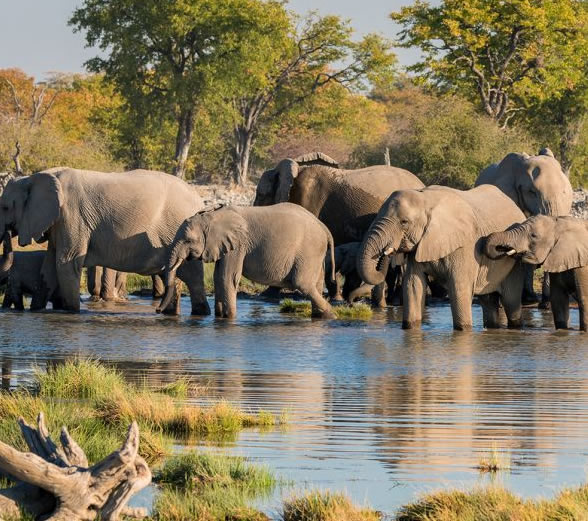 EAUX ET FORÊTS MALI | Portail Officiel de la Direction Generale des ...